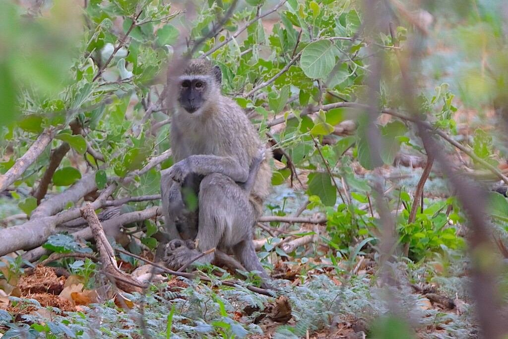 Malbrouck Monkey from Bwabwata National park Mahango Core Area, Kavango ...