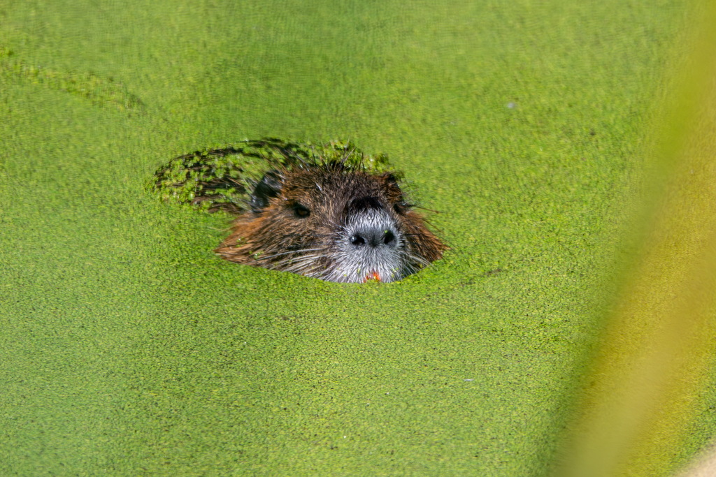 Coypu from San Juan Wetlands, 301 E Hall Acres, San Juan, TX 78589, USA ...