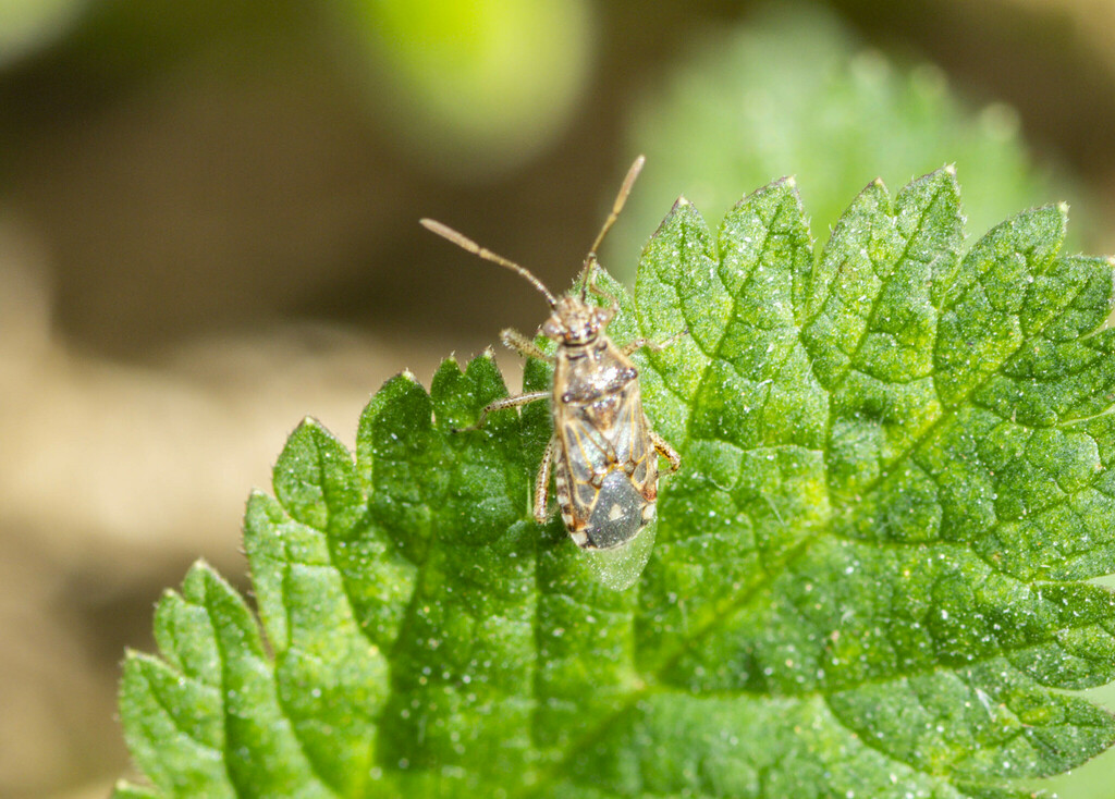 Hyaline Grass Bug from Sun Valley, Los Angeles, CA, USA on December 1 ...