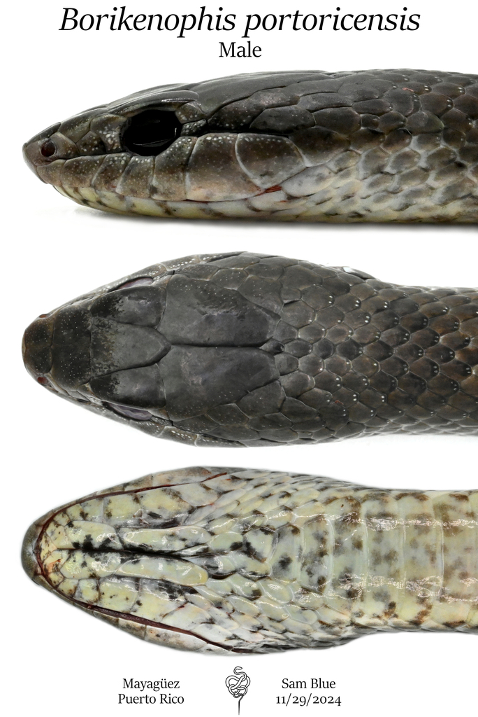 Puerto Rican Racer in November 2024 by Sam · iNaturalist