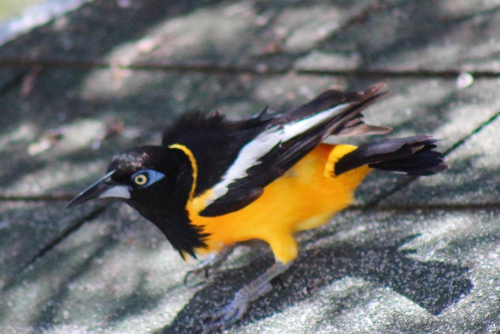 Venezuela National Bird The Venezuelan Troupial Is The National Bird