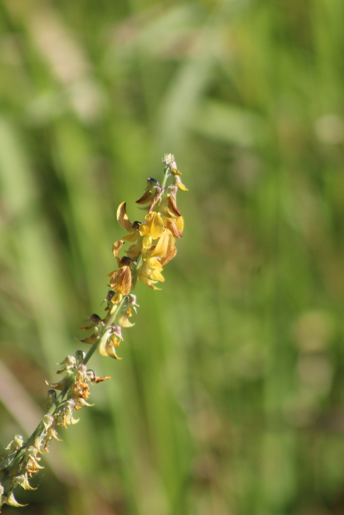 Streaked Rattlepod from Lake Rogers Conservation Park, Odessa, FL, US ...