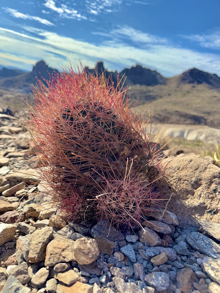 Hamatocactus hamatacanthus hamatacanthus from Big Bend National Park ...