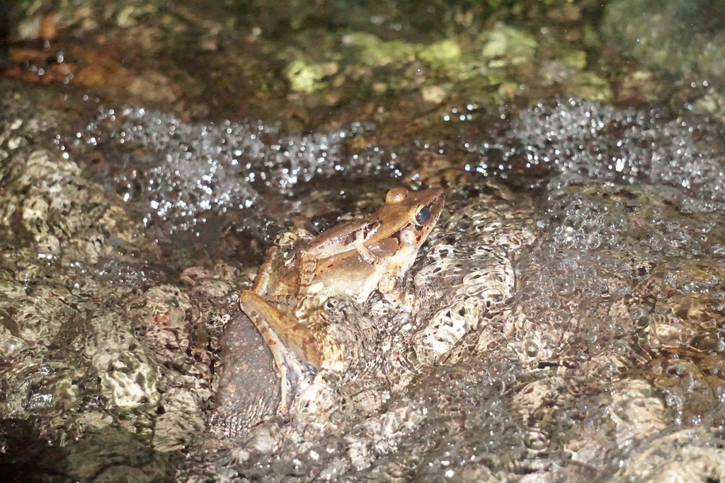 Javan Torrent Frog in November 2024 by Nasya Aliya · iNaturalist