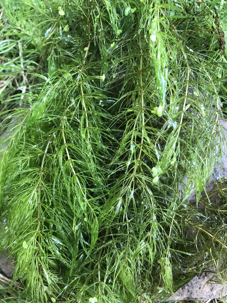 coontail from 1781–1799 State Route 381 Rd, Rector, PA, US on July 19 ...