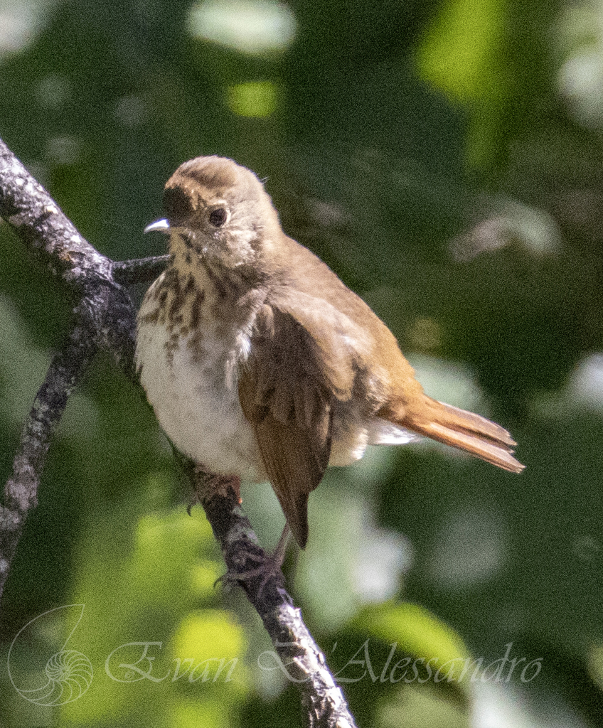 Hermit Thrush from Gilmer County, GA, USA on October 12, 2024 at 12:48 ...