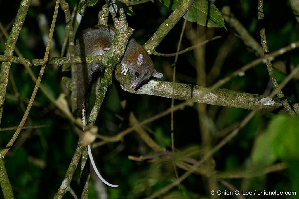 Derby's Woolly Opossum from Provincia de Puntarenas, Puerto Jiménez ...