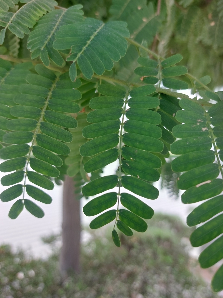 Tamarind from Dubai - United Arab Emirates on December 2, 2024 at 11:27 ...