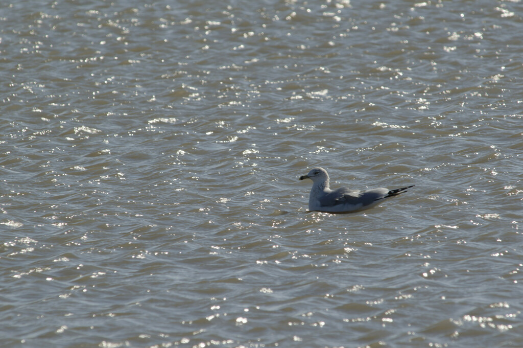 Ring-billed Gull from Cameron Parish, LA, USA on November 29, 2024 at ...