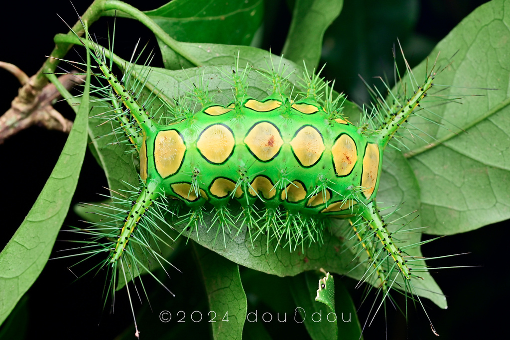 Phocoderma velutina from 中国云南省西双版纳傣族自治州勐腊县 on August 7, 2024 at 09:23 ...