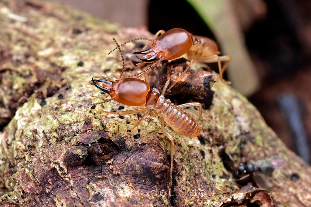 Macrotermes maesodensis from 中国云南省西双版纳傣族自治州勐腊县 on August 7, 2024 at 10: ...