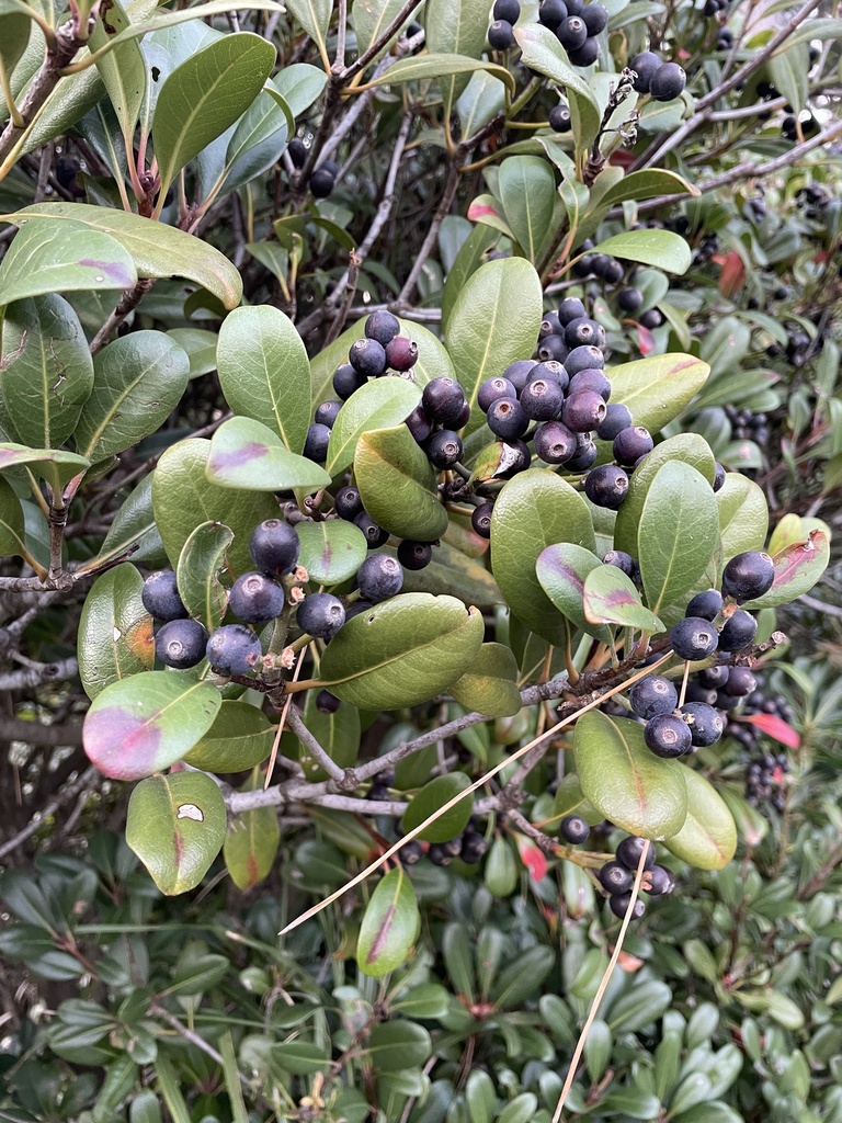 Sexton's Bride from 富士箱根伊豆国立公園, Ито, Сидзуока, JP on November 19, 2024 ...