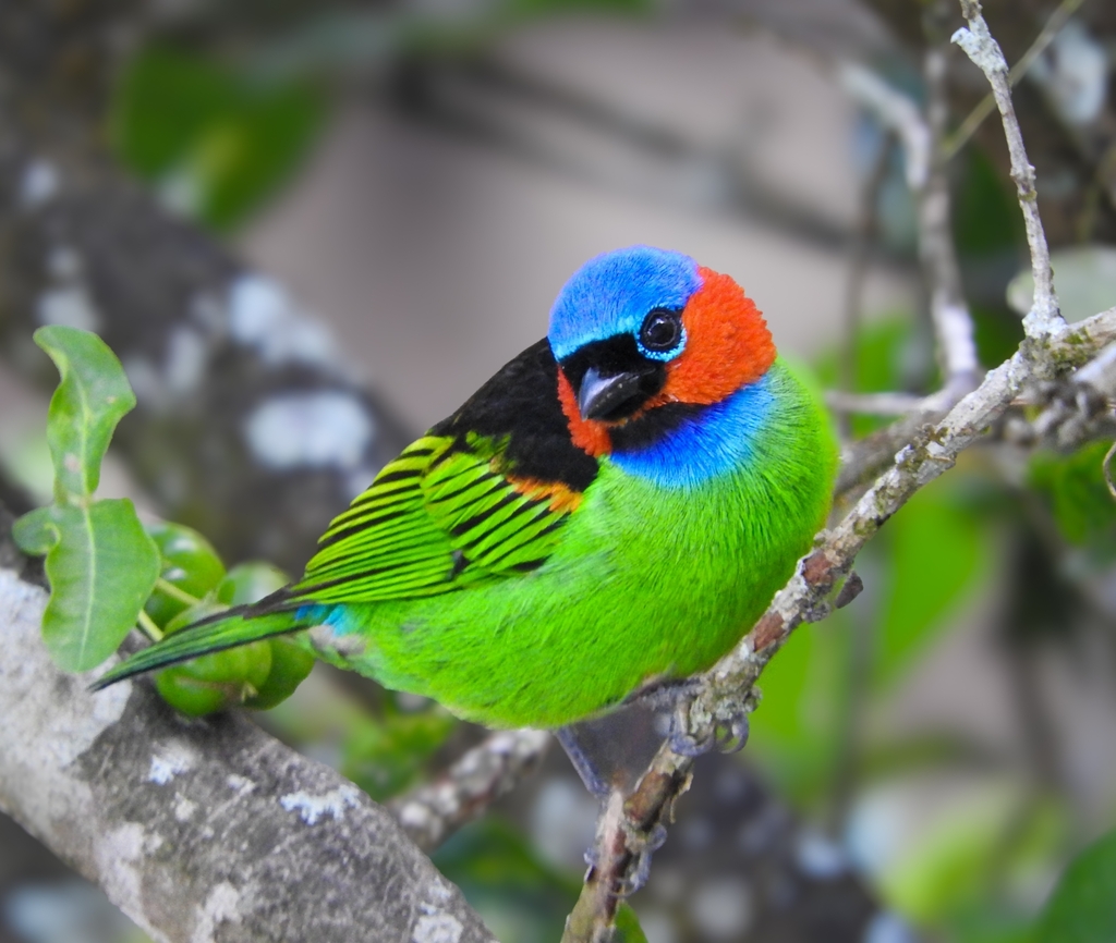 Red-necked Tanager from Guaramiranga, CE, Brasil on October 26, 2021 at ...