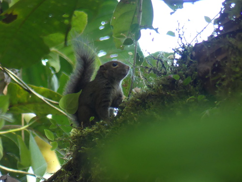 Choco Dwarf Squirrel (Microsciurus similis) · iNaturalist