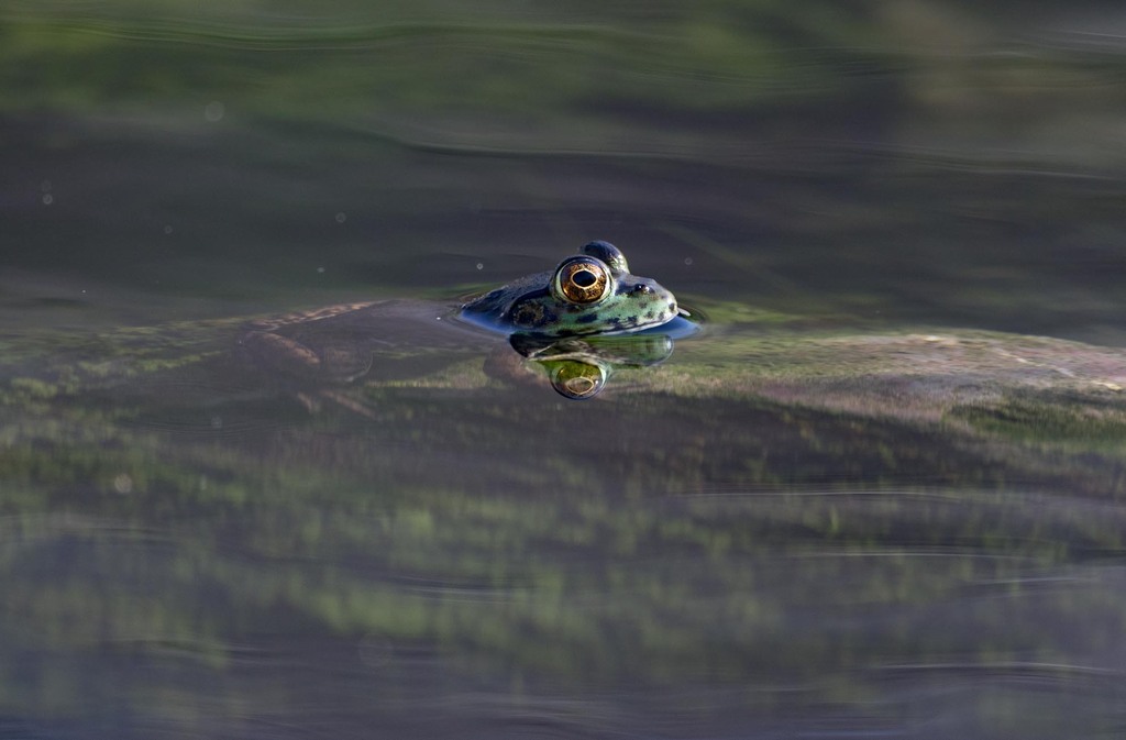 American Bullfrog from Pima County, AZ, USA on April 10, 2017 at 12:27 ...