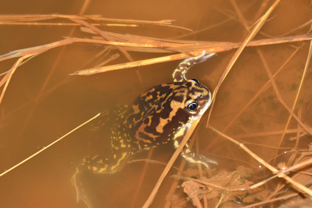 Marbled balloon frog from Bodkewadi, Maharashtra 415523, Indien on June ...