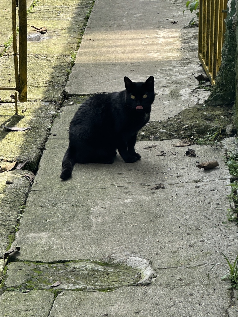 Domestic Cat from Santa Rosa de Cabal, Santa Rosa de Cabal, Risaralda ...