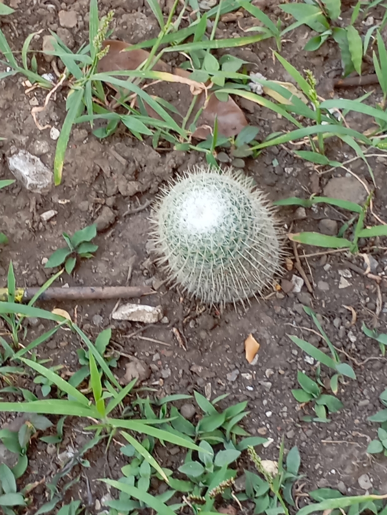 Mammillaria albilanata from Jiutepec, MX-MR, MX on December 2, 2024 at ...