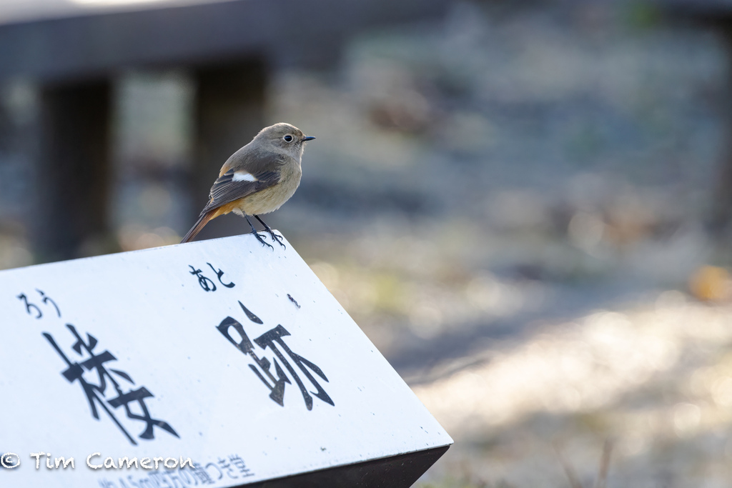 Daurian Redstart from Nada Ward, Kobe, Hyogo, Japan on November 29 ...