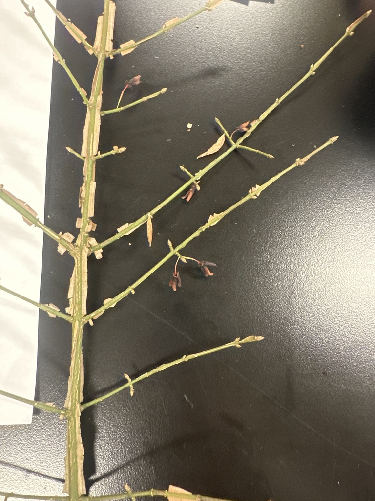 winged euonymus from University of Massachusetts Amherst, Amherst, MA ...