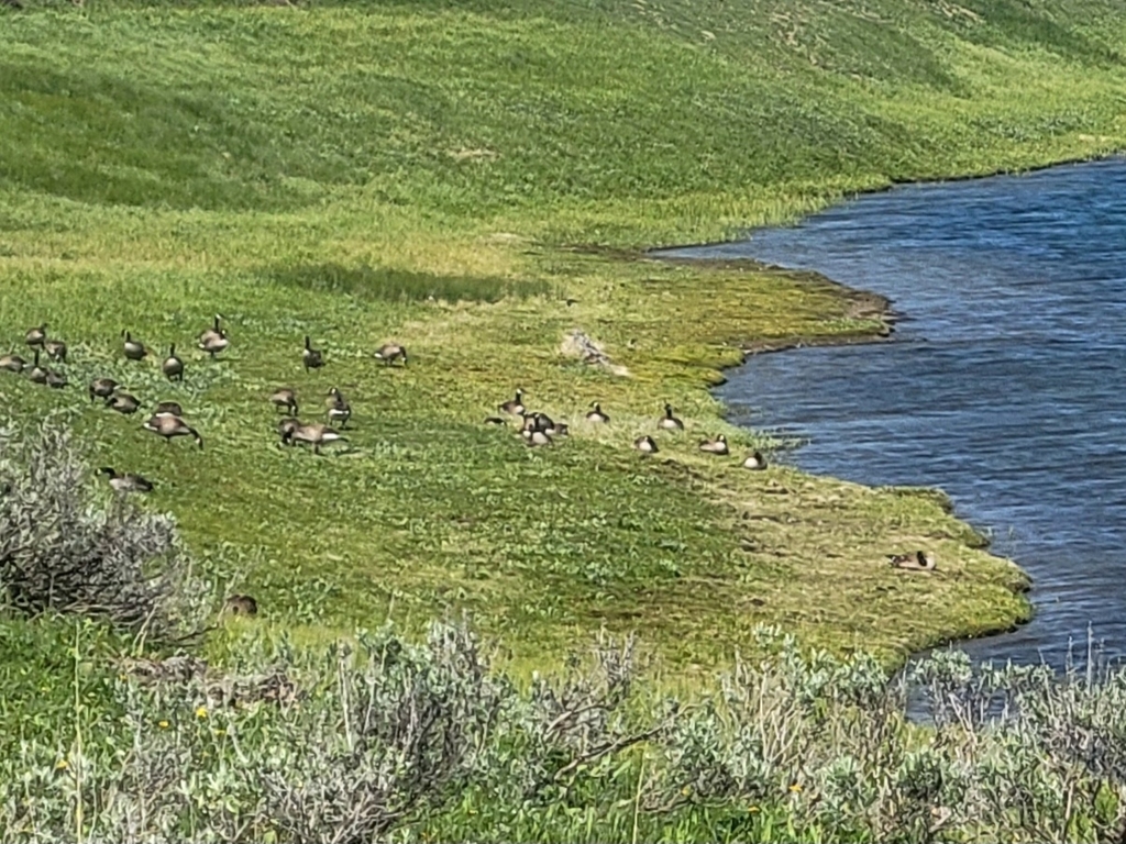 Canada Goose from Cody, WY 82414, USA on June 13, 2024 at 03:47 PM by ...