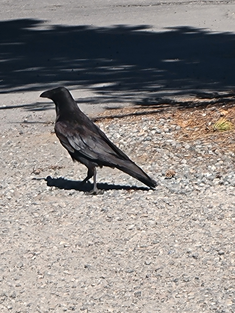 Common Raven from Mammoth, WY 82190, USA on June 13, 2024 at 04:34 PM ...