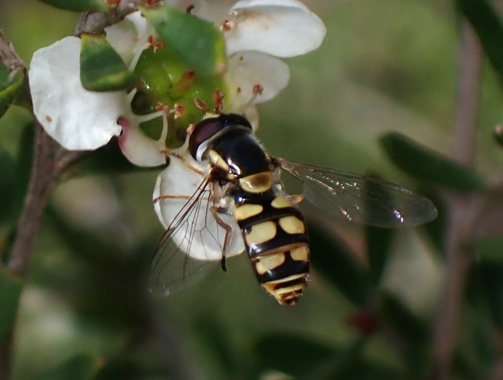 Yellow-shouldered Stout Hover Fly from Applethorpe QLD 4378, Australia ...