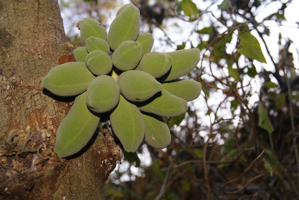 Sapranthus palanga from Reserva La Mákina - Reserva La Máquina by Lina ...