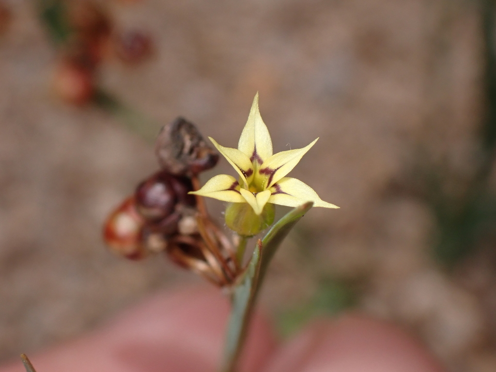 Blue Pigroot from Applethorpe QLD 4378, Australia on November 25, 2024 ...