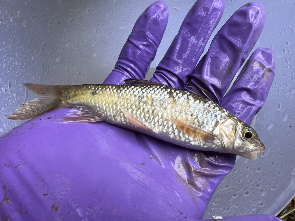 Taiwan Torrent Carp from 臺灣島, 七堵區, 基隆市, TW on November 13, 2024 at 10: ...