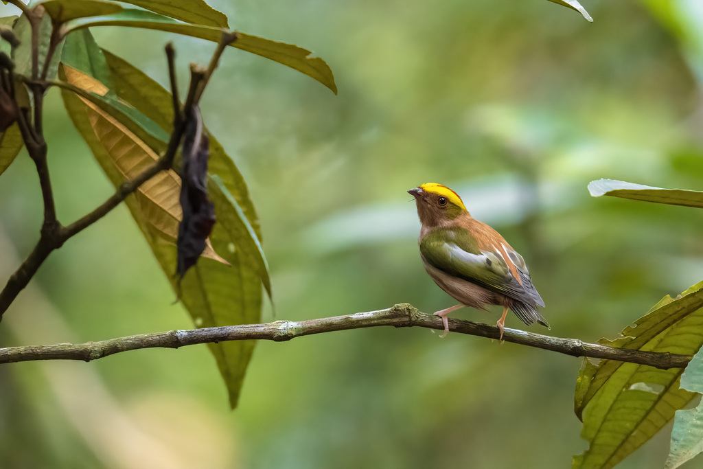 Fiery-capped Manakin from sinop on April 5, 2023 at 08:56 AM by Aisse ...