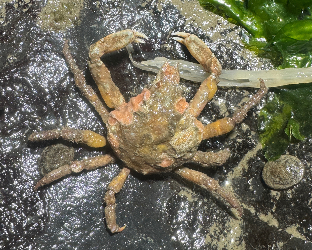 Sharpnose Crab from Skagit County, WA, USA on December 01, 2024 at 04: ...