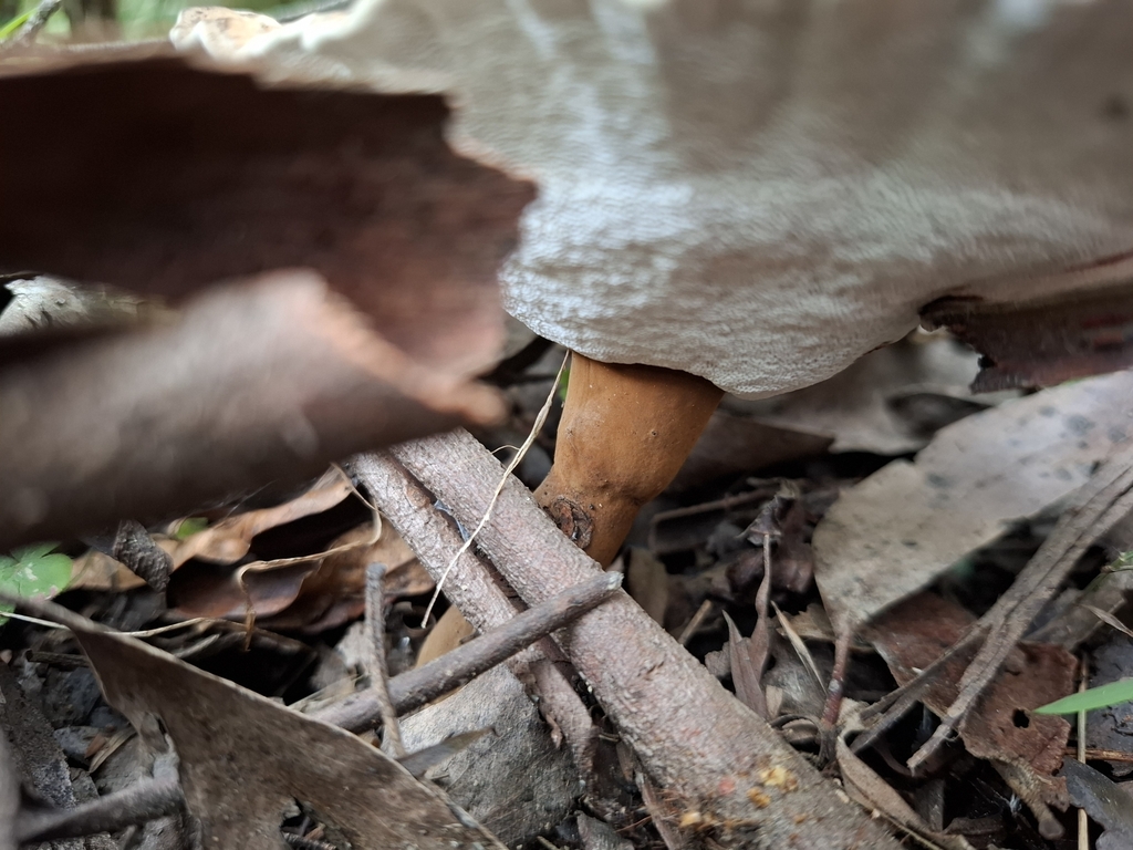 red-staining stalked polypore from Sherbrooke VIC 3789, Australia on ...