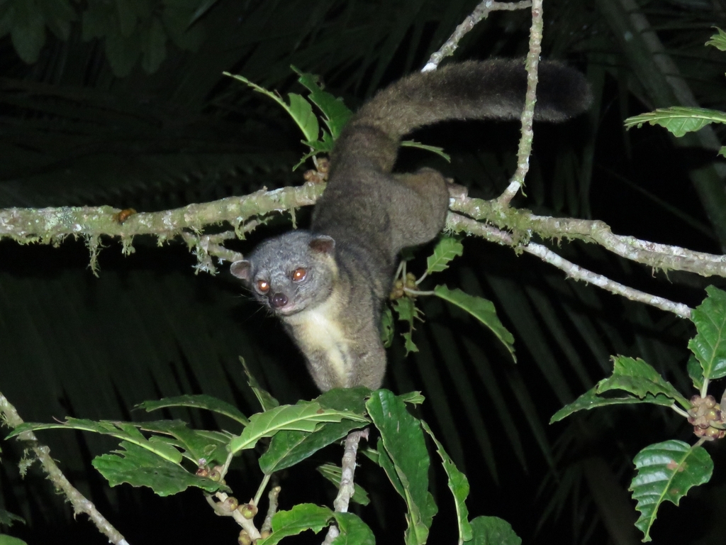 Northern Olingo from Coto Brus, CR-PU, CR on September 23, 2016 at 06: ...