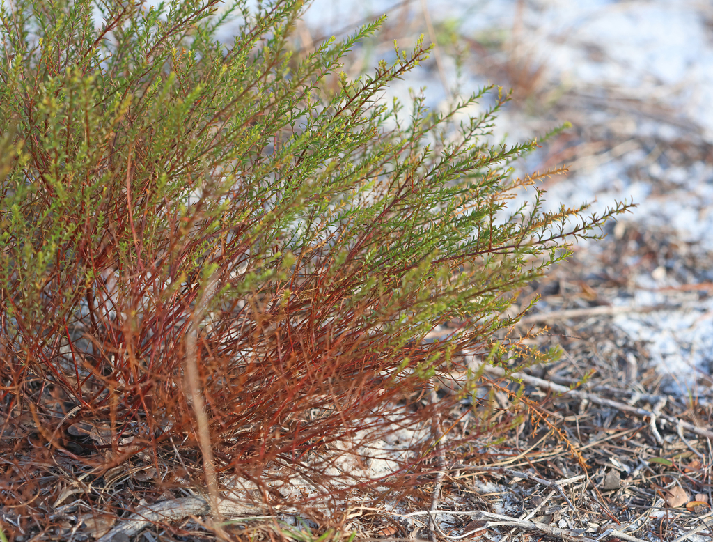 Deckert's pinweed from The Bluffs, Jupiter, FL 33477, USA on December 1 ...