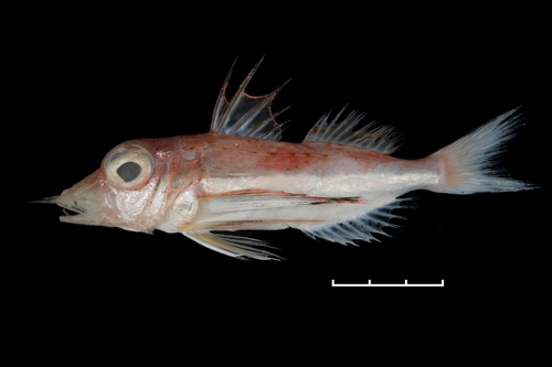 Pterygotrigla tagala · iNaturalist