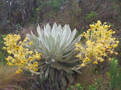 Chita Check List · iNaturalist NZ