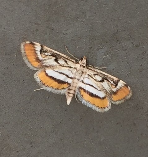 Chestnut-marked Pondweed Moth from Thunder Bay District, ON, Canada on ...