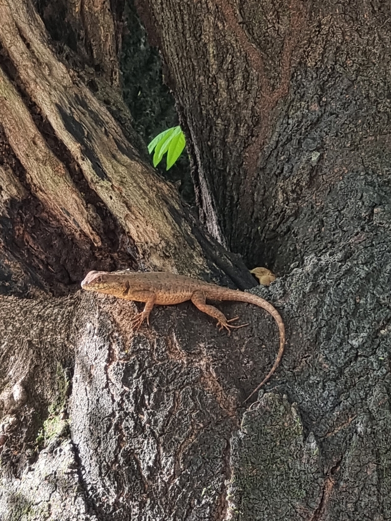 Western Collared Spiny Lizard from Vila Esperanca, Maringá - PR, Brazil ...
