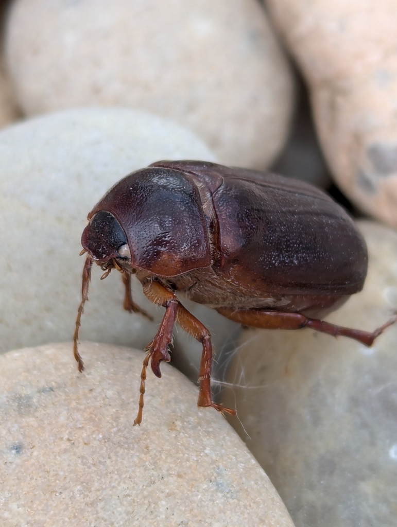 May Beetles from Mt. Juliet, TN 37122, USA on December 2, 2024 at 11:44 ...