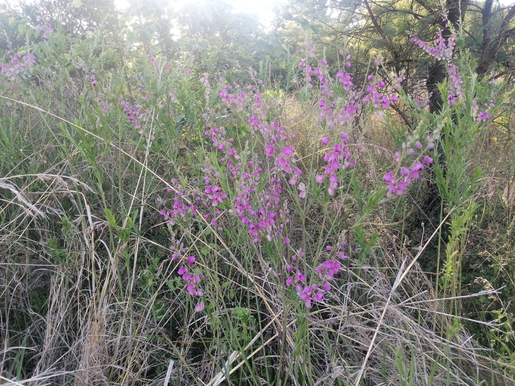 Purple Broom from Garsfontein, Pretoria, 0042, South Africa on November ...