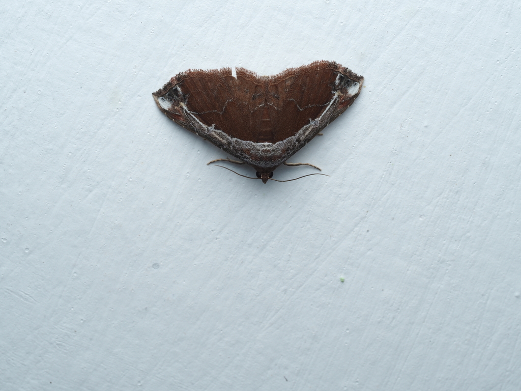 Zurobata vacillans from 6JFG+3WM, Dadadahalli, Karnataka 570008, India ...