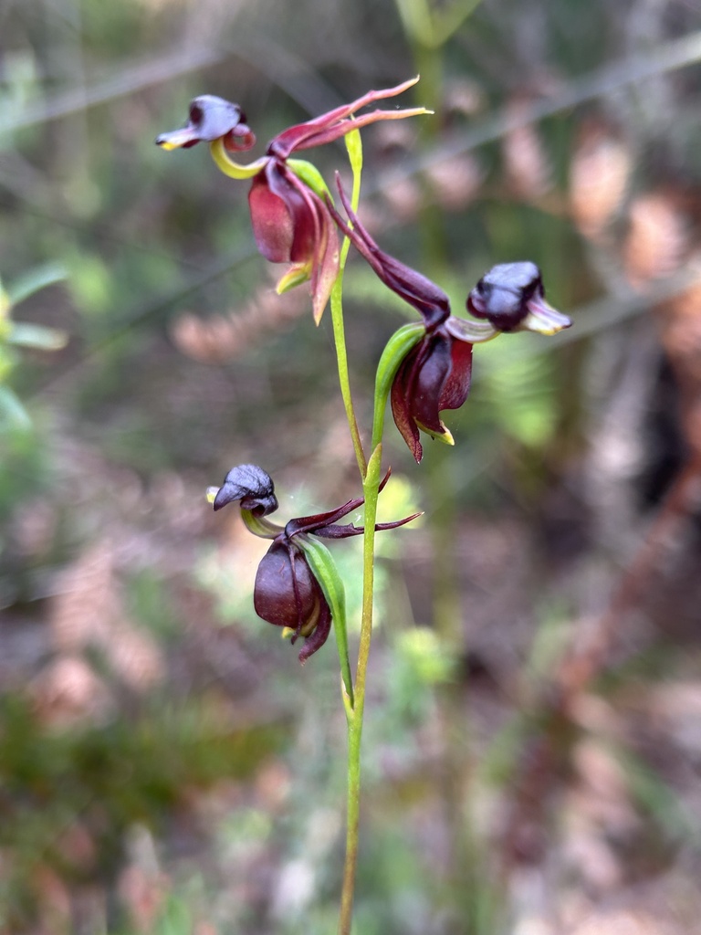 Large Flying Duck Orchid from Wyrrabalong National Park, Bateau Bay ...