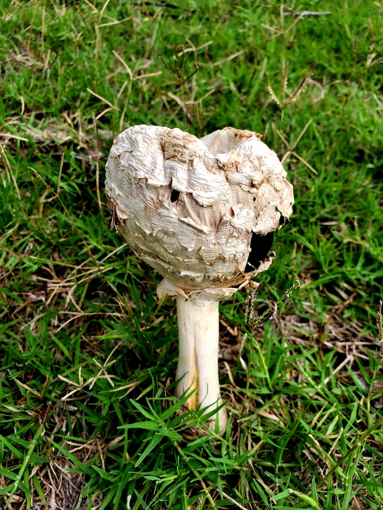 Gasteroid Agaricus in July 2021 by Daisy Marina Cuevas · iNaturalist