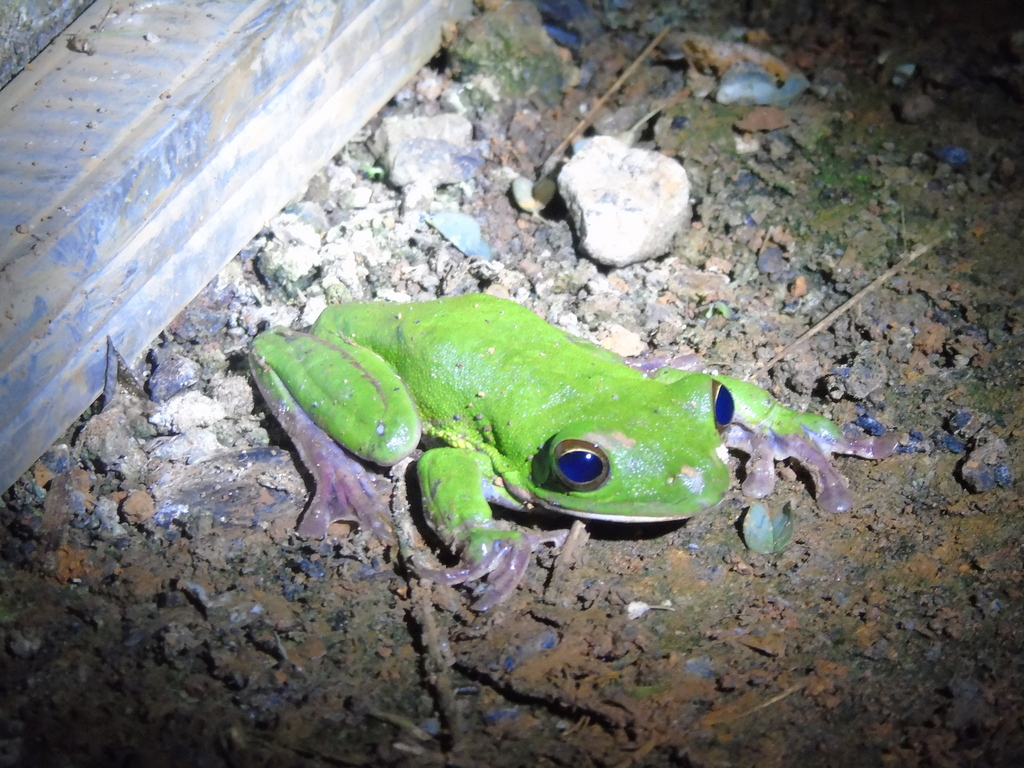 Nyctimystes tenuigranulata from East Halmahera Regency, North Maluku ...