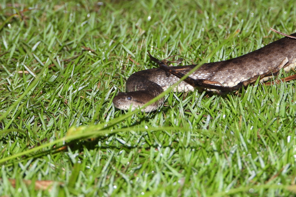 Snakes from East Halmahera Regency, North Maluku, Indonesia on November ...