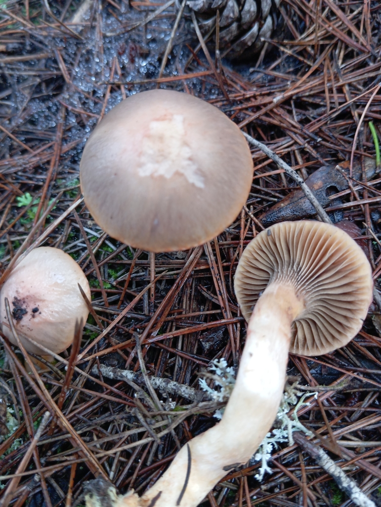 Chroogomphus from 07150 Andratx, Illes Balears, España on December 3 ...