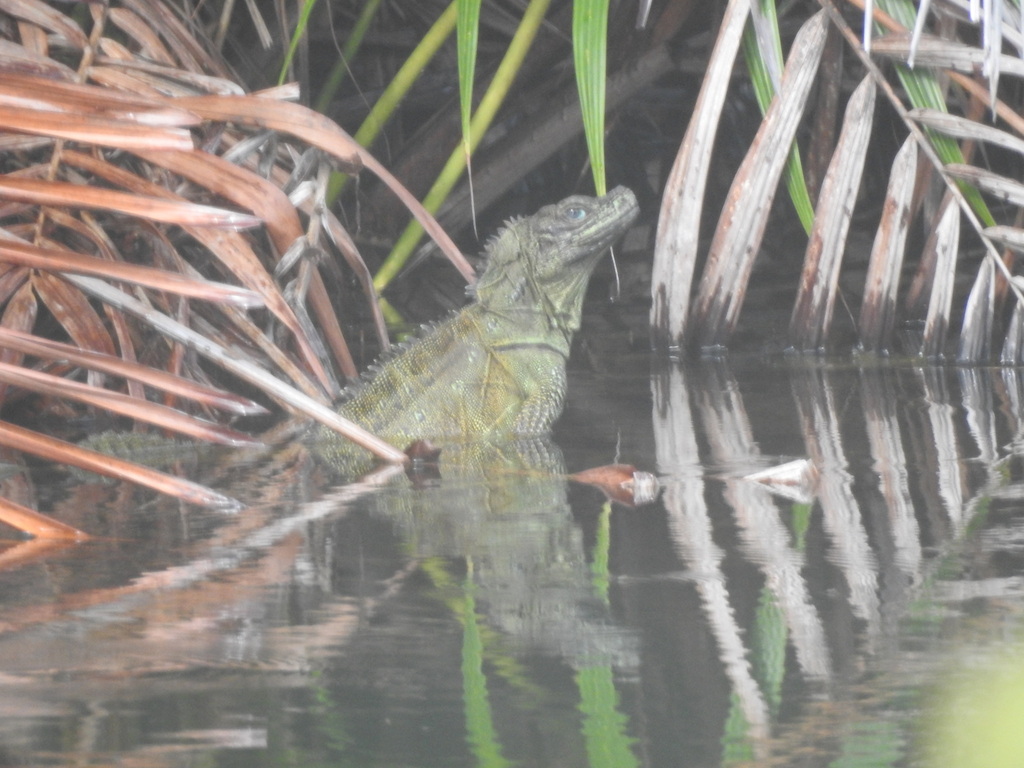 Weber's Sailfin Lizard from East Halmahera Regency, North Maluku ...