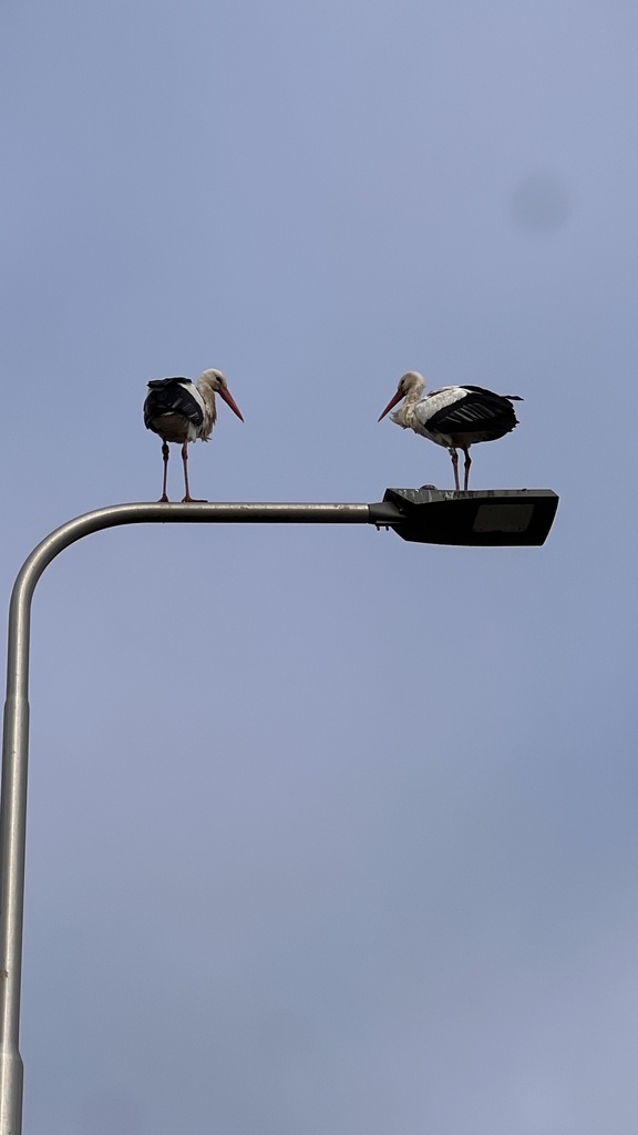 White Stork from Biesbosch, Amstelveen, North Holland, NL on December 3 ...