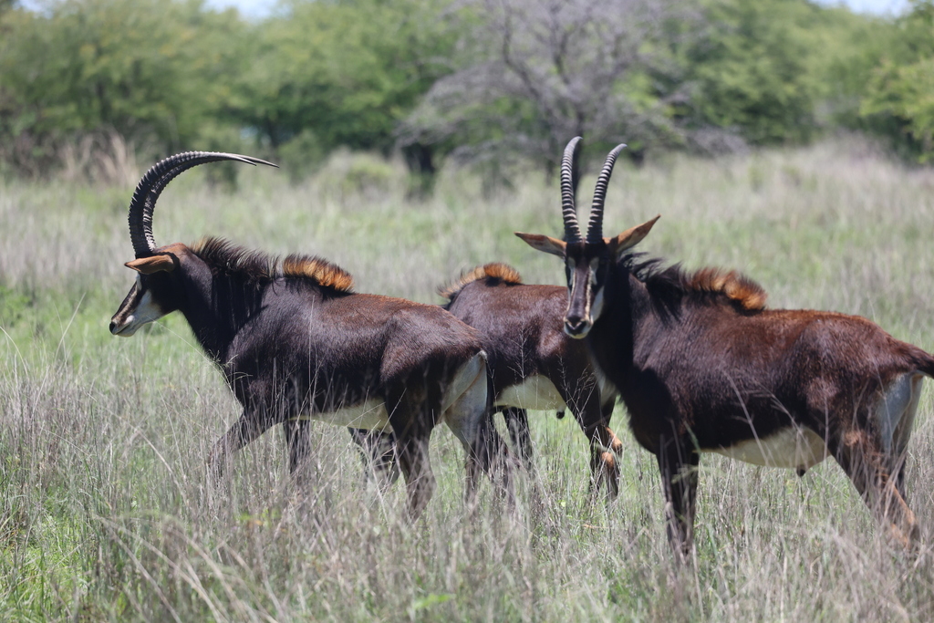 Southern Sable Antelope from Wedza, Zimbabwe on December 03, 2024 at 10 ...